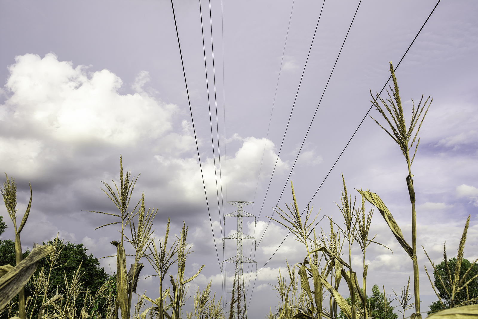 The PROVE IT Act Would Threaten U.S. Agriculture - IER